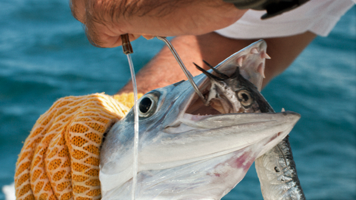 en-big game fishing :: activitiesfortroyal